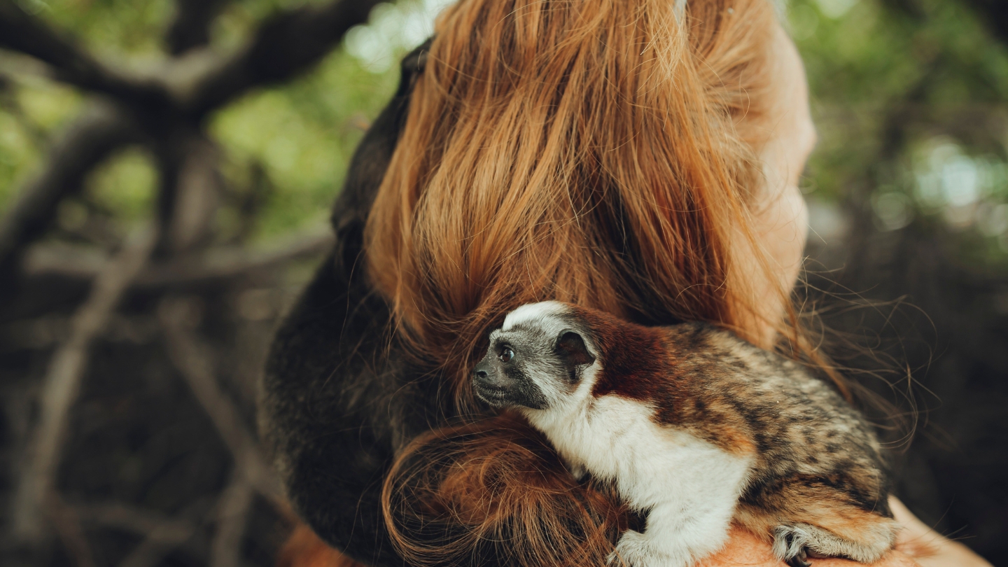 Eco Island Adventure | Auction Packages