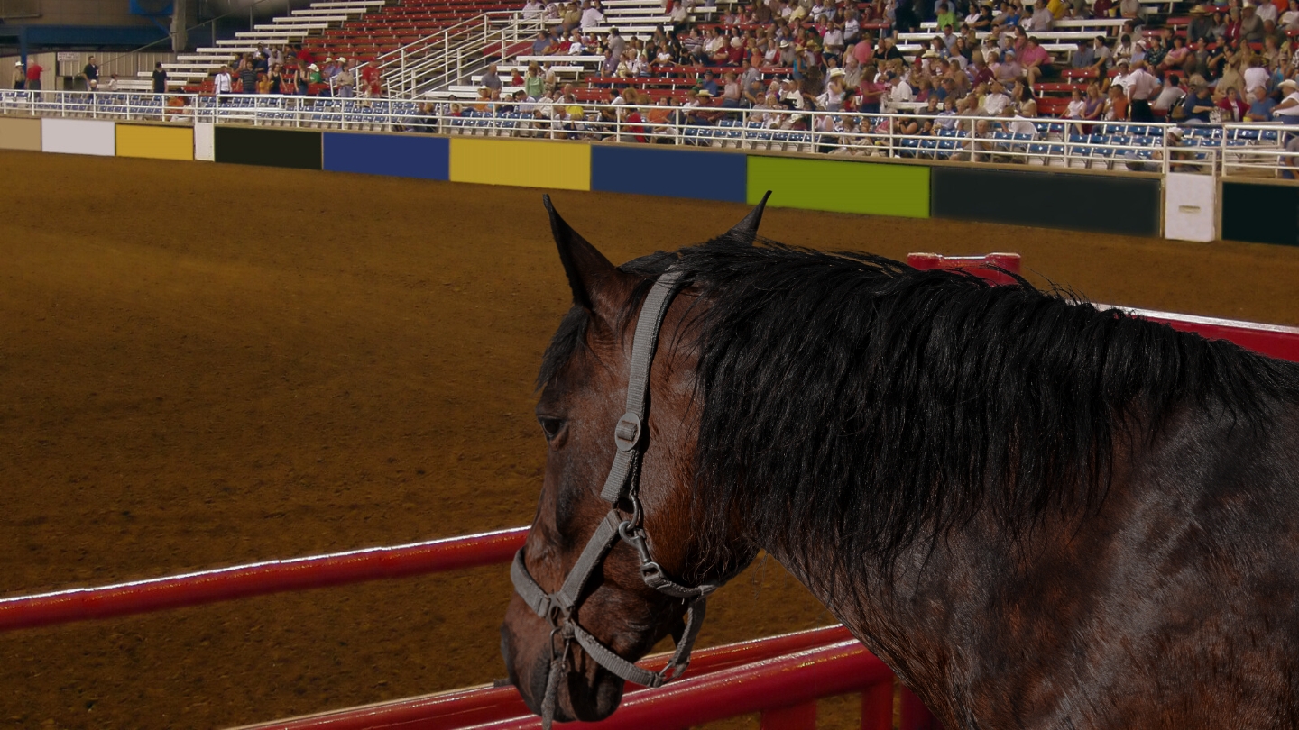 National Finals Rodeo | Auction Packages