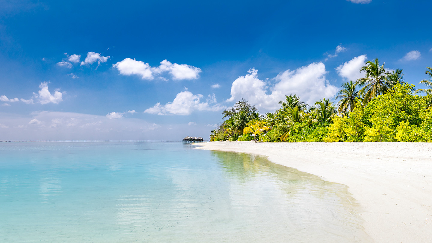 Tropical Beach Collection | Auction Packages